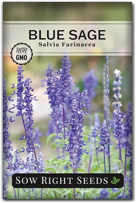 Catmint Vs Salvia Are They The Same Type Of Plant Shuncy