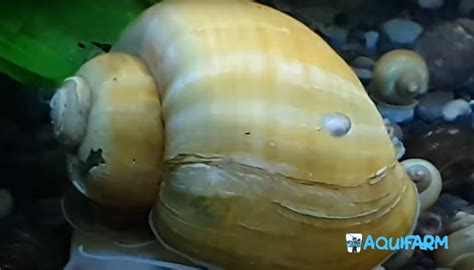 How To Treat Mystery Snail Shell Rot With Extra Care