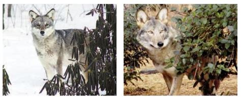 Coywolf A Modern Species The Infinite Spider