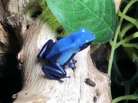 Dendrobates Tinctorius Azureus