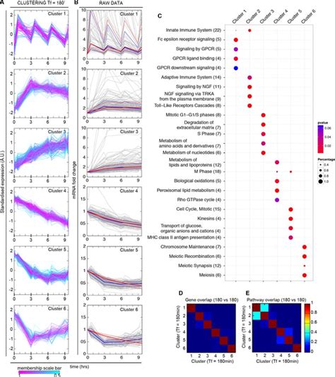 Figures and data in NF κB oscillations translate into functionally related patterns of gene