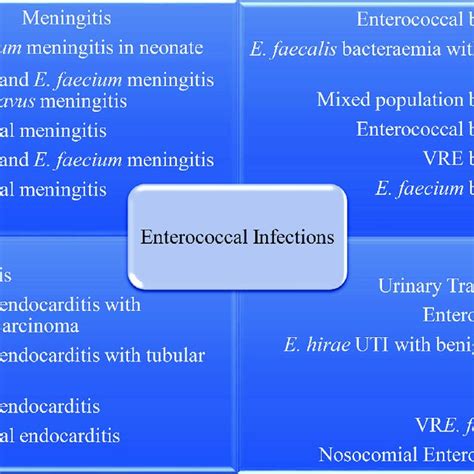 Different Infections Caused By Genus Enterococcus Download Scientific Diagram