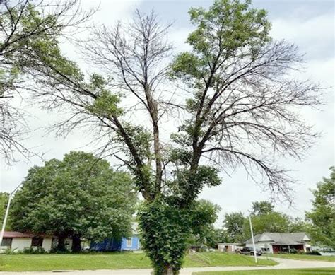 Tree Shrub Care Aspen Lawn And Pest Tree Shrub Care Aspen Lawn And Pest