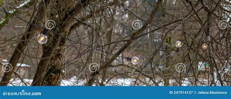 Garland Of Electric Light Bulbs On The Wire Hanging On Naked Tree Branches Stock Image Image