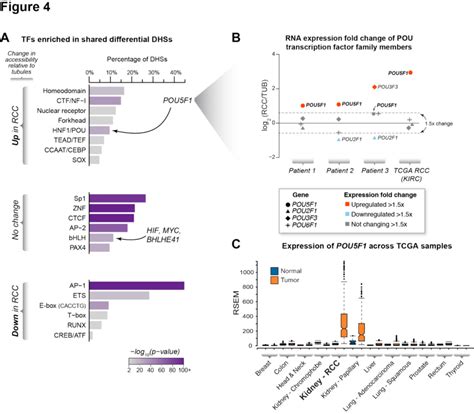 correlation of dna binding motif enrichments with gene expression