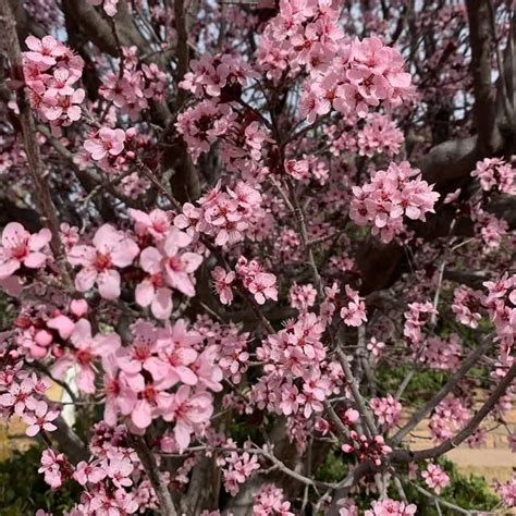 Cherry Blossom Threads Say More