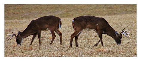 Two Bucks Photograph By Debora Morrison Short Fine Art America
