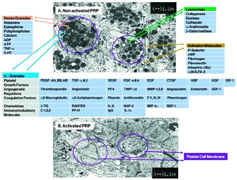 Platelet Granular Storages And Their Content In Non Activated