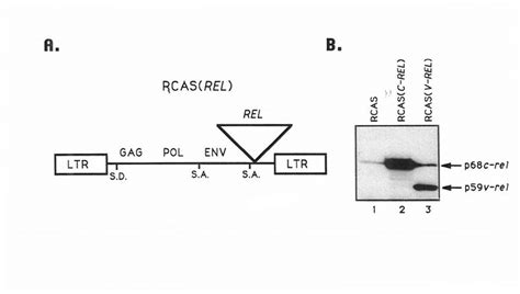 Schematic Representation Of Rcasc Relor Rcas V Re Retroviral