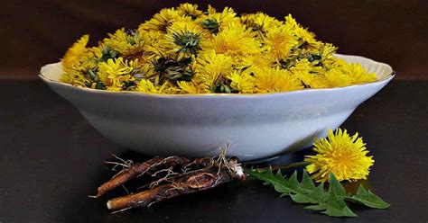 რეცეპტები წინაპრებისგან ბაბუაწვერას ფესვები ფასდაუდებელი მკურნალია