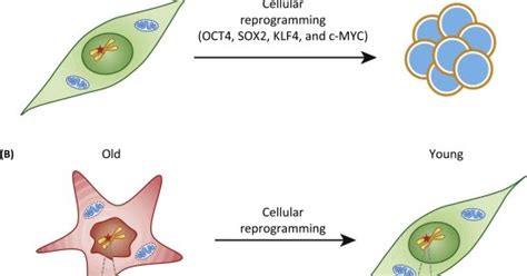 Scientia Potentia Est Cellular Reprogramming Has Been Used To Reverse