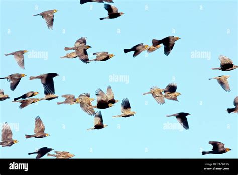 Flock Of Yellow Headed Blackbirds Xanthocephalus Xanthocephalus With