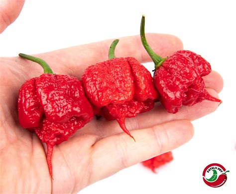 Carolina Reaper Fatalii Seeds