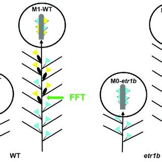 Sex Expression Of WT And Etr B Androecious Mutant Schematic Download Scientific Diagram