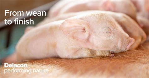 🌿meet Our Phytogenic Solutions From Wean To Finish For Your Swine