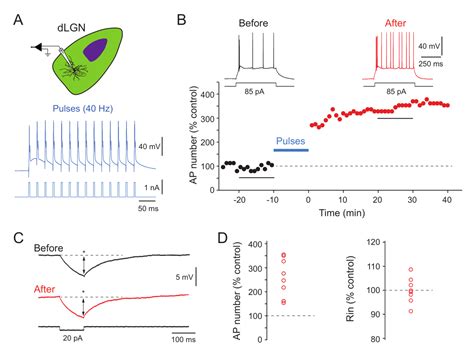 Inducing Long Term Plasticity Of Intrinsic Neuronal Excitability In