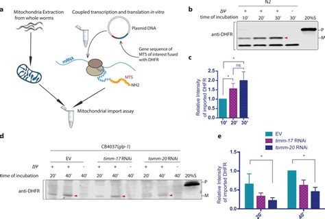 Atp Regeneration System Roche Bioz
