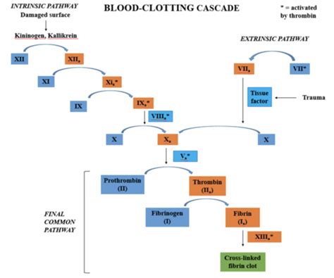 Blood Clotting Mechanism Flowchart