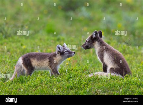 Polarfuchs Vulpes Lagopus Alopex Lagopus Cub Gruß Erwachsener In