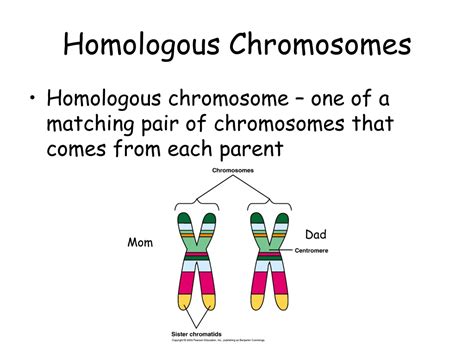 Ppt Lesson 93 Meiosis The Life Cycle Of Sex Cells Powerpoint
