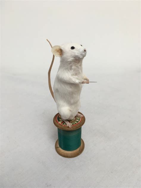Sebastian Mouse Taxidermy Mouse Etsy Uk