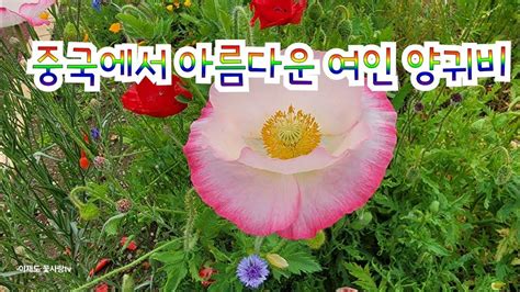 왕조의 여인 양귀비 꽃양귀비 꽃말은 위안 허영과 환상 망각 덧없는 사랑 입니다 꽃양귀비는 관용으로 재배 약용 양귀비는 재배는 마약류관린 법률에의해 처벌 받는다 Youtube