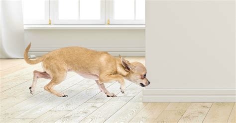 Understanding Dog Head Pressing: Causes, Symptoms, and Treatment ...