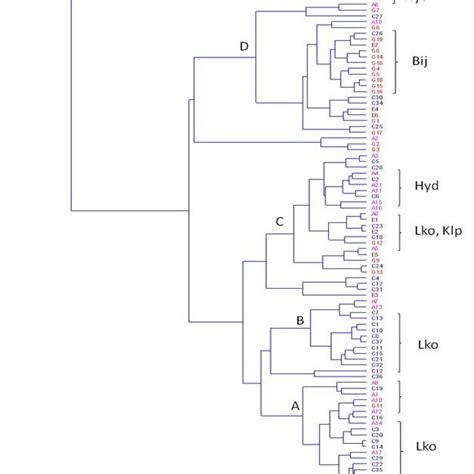 nj tree based on euclidean distance similarity matrix on note 02