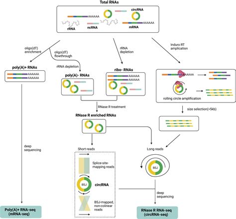 Past Present And Future Strategies For Detecting And Quantifying Circular Rna Variants Rna