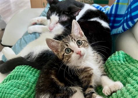 Cat Affection And Bonding Understanding Feline Love