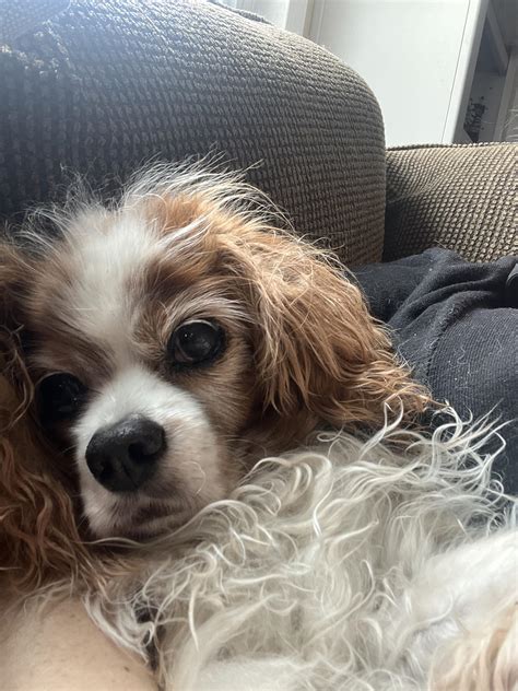 My Princess 2008 2023 R Cavaliers