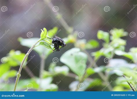 Wild Fly Diptera Having Sex Mating Fly Insect Isolated Stock Image Image Of Biology Pest