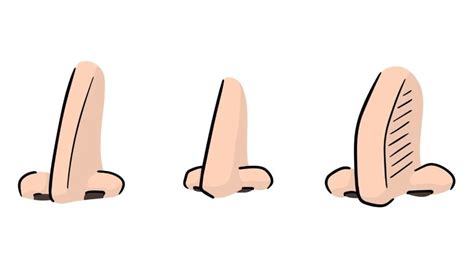 Exploring Different Types Of Nose And Shapes For Women And Men