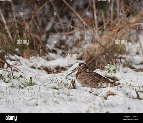 Woodcock Scolopax Rusticola Feeding In Snow On Norfolk Coastal Farmland