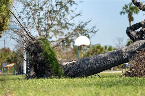 Premium Photo Tree Removal After Hurricane Damage In Florida Home Backyard Fallen Down Debris