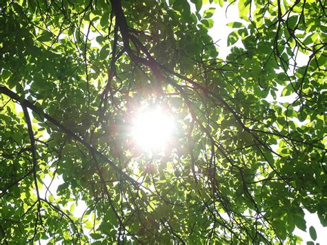 The Sun Tree Crown Free Photo On Pixabay Pixabay