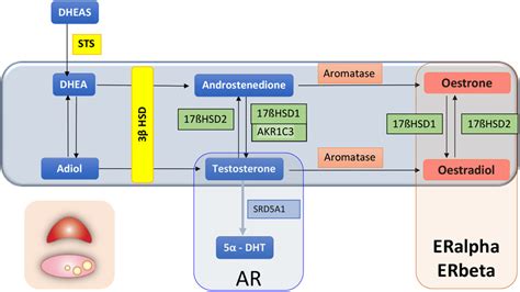 Dhea Pathway