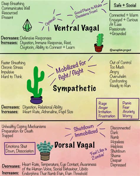 Polyvagal Therapy Explained Heal Your Nervous System Mindset Explained