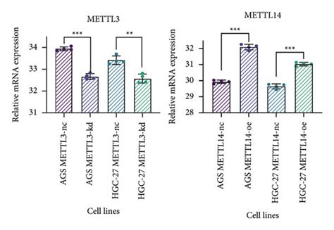 Exploration Of Mettl3 And Mettl14 Targets A Venn Diagrams That