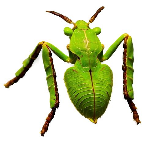 Download Leaf Insect Perfect Mimicry Png Oag98