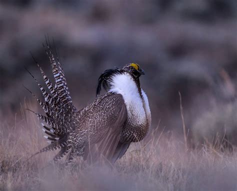 Gunnison Sage Grouse Identification Conservation And Habitat