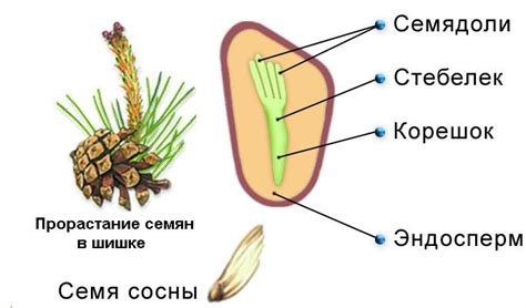 Строение семян — что это, определение и ответ