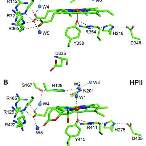 Heme Environment In Catalases Heme Environment In A Human