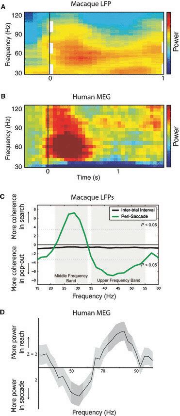 Neural Synchronization As A Means Of Communication In The Download Scientific Diagram