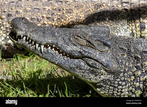 The Cuban Crocodile Crocodylus Rhombifer Small Species Of Crocodile