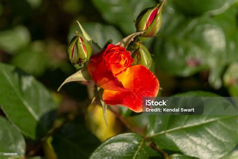 중간에 열리는 세 개의 오렌지 장미 싹과 한 싹의 외부에 작은 곤충의 클로즈업 보기 0명에 대한 스톡 사진 및 기타 이미지 0명 곤충 꽃 식물 Istock