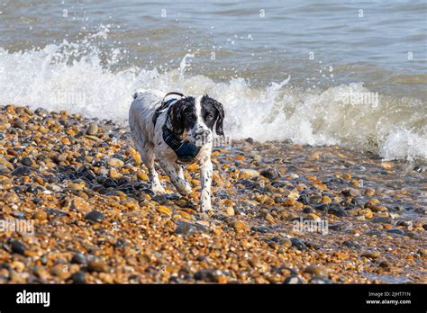 Loki A Working Cocker Spaniel Swimming In The Sea At Brighton