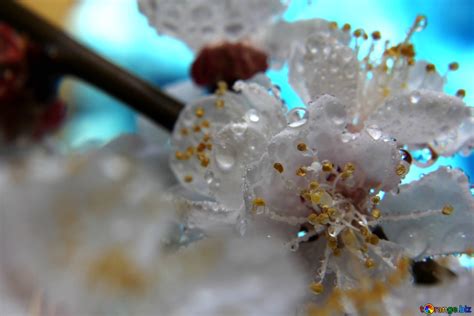 Desktop Wallpaper Image Wallpapers For Spring Rain Images Desktop Wallpaper № 29897 Torange