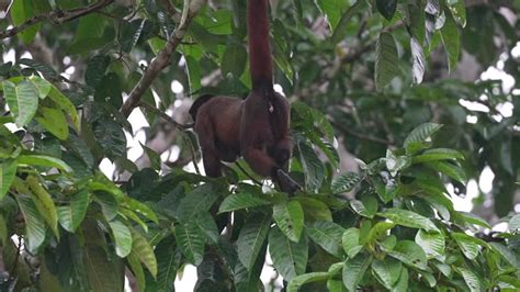 64 Wooly Monkey Stock Videos Footage And 4k Video Clips Getty Images