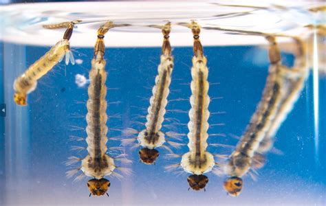 Twice As Many Mosquito Larvae Make It To Adulthood
